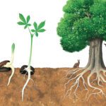 Trees - Moonlight Publishing