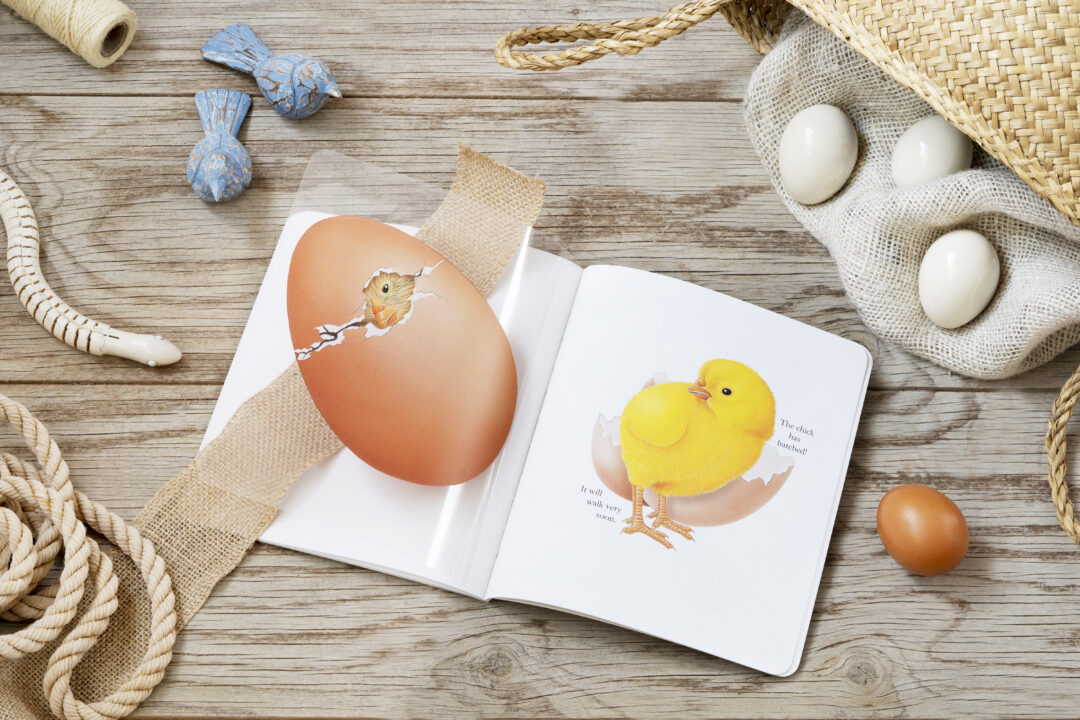 6 Exciting Egg Facts for Kids | Free PDF - Moonlight Publishing